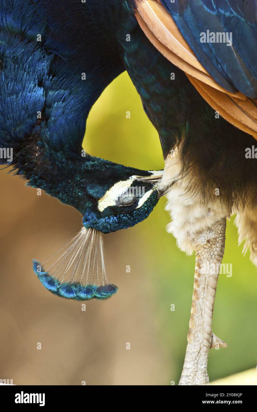 Indian peafowl grooming its feathers Stock Photo - Alamy