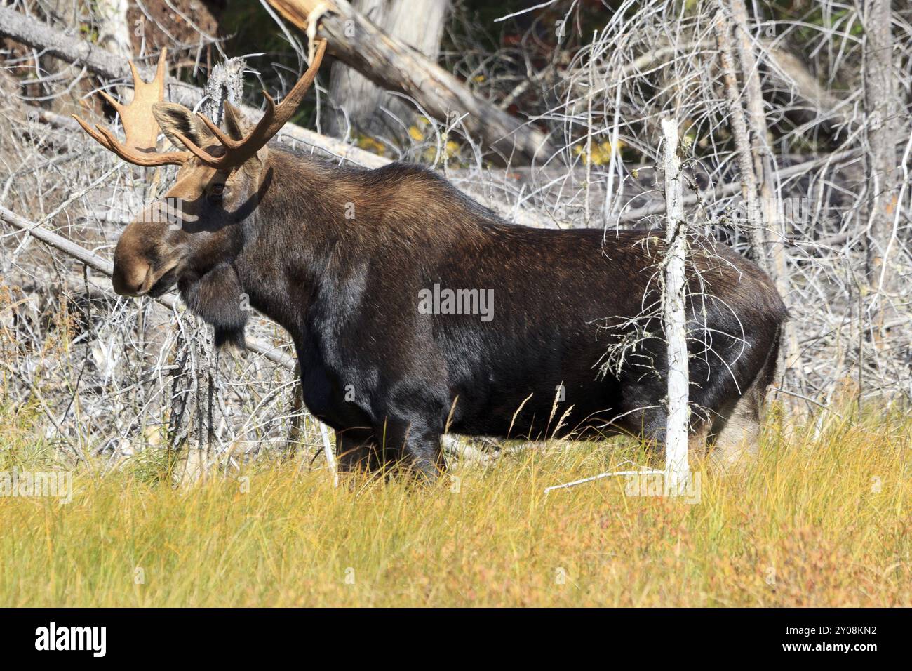 Bull moose in Algonquin Provincial Park in Canada Stock Photo - Alamy