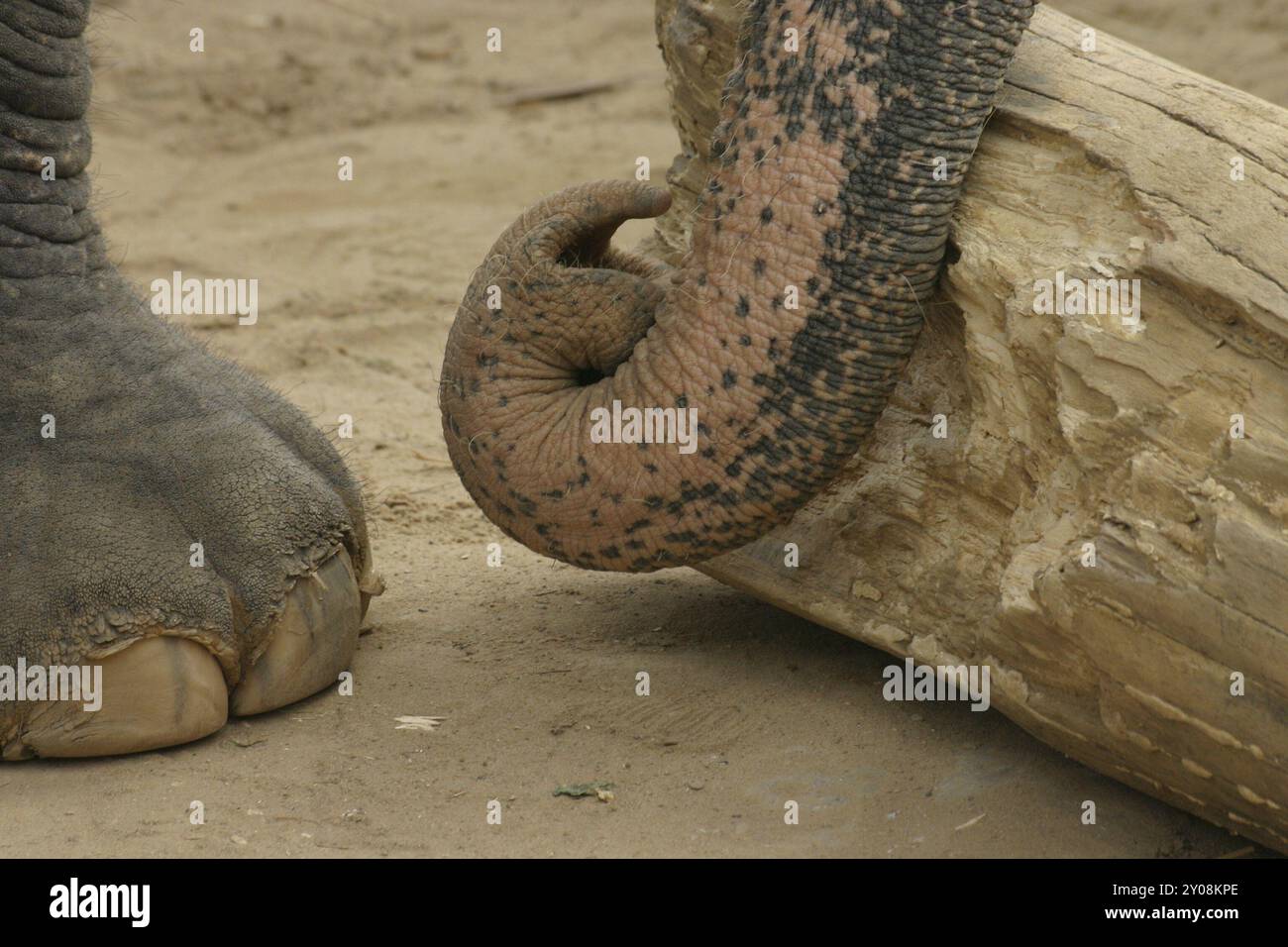 African elephant at work with a tree trunk Stock Photo - Alamy