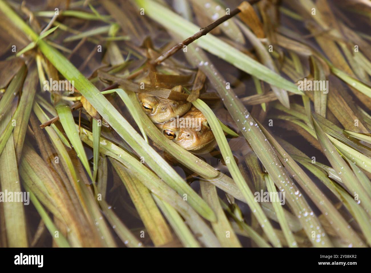 Common toads in their spawning waters Stock Photo - Alamy