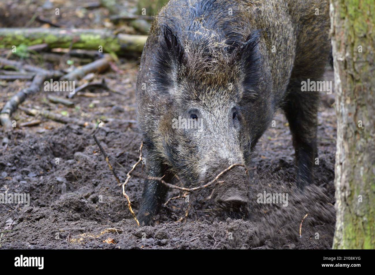 Wild boar looking for food. Wild boar digging in the forest floor Stock ...