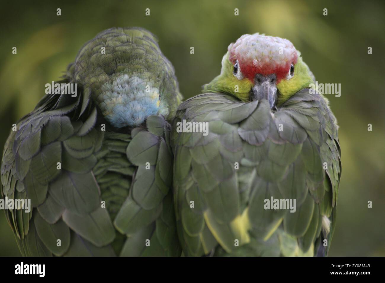 Yellow-cheeked Amazon and Blue-fronted Amazon Stock Photo - Alamy