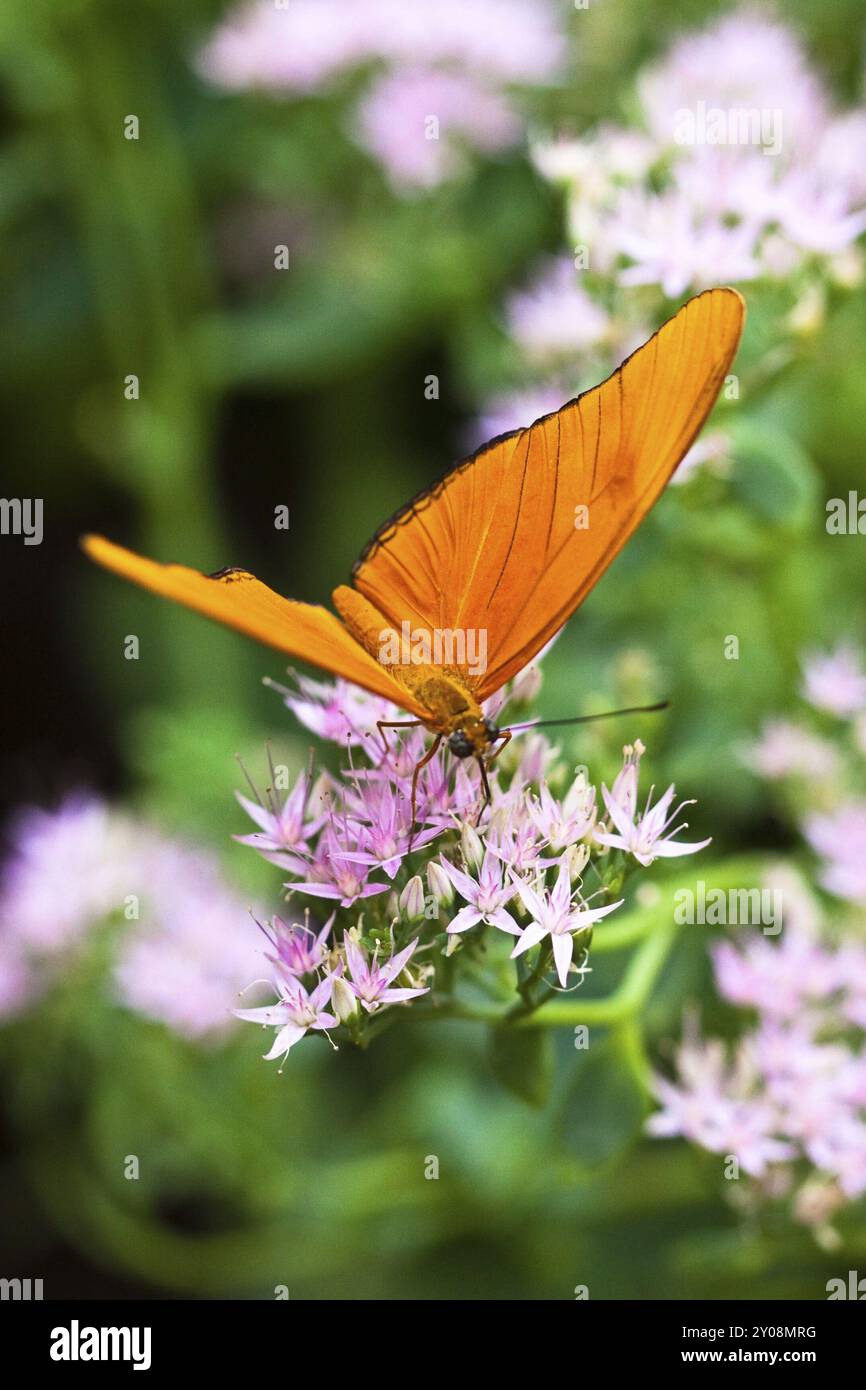 Julia butterfly (Dryas iulia Stock Photo - Alamy