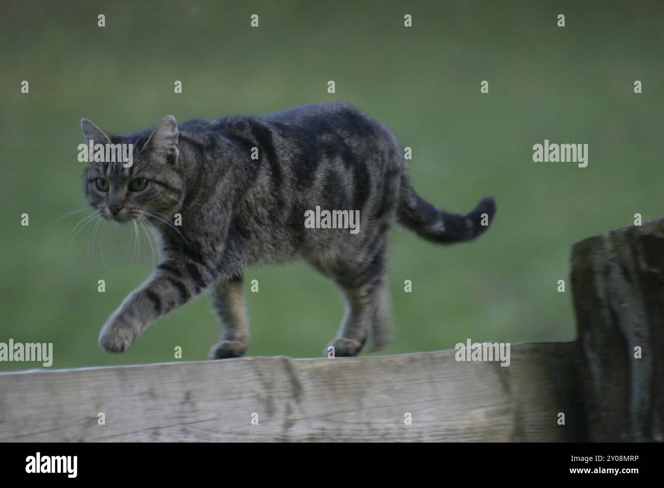 Cat on a fence Stock Photo - Alamy