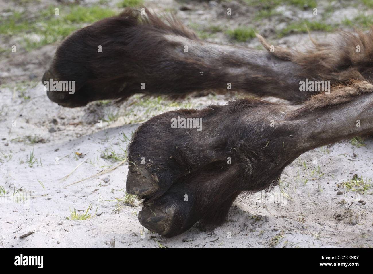 Camel foot hi-res stock photography and images - Alamy