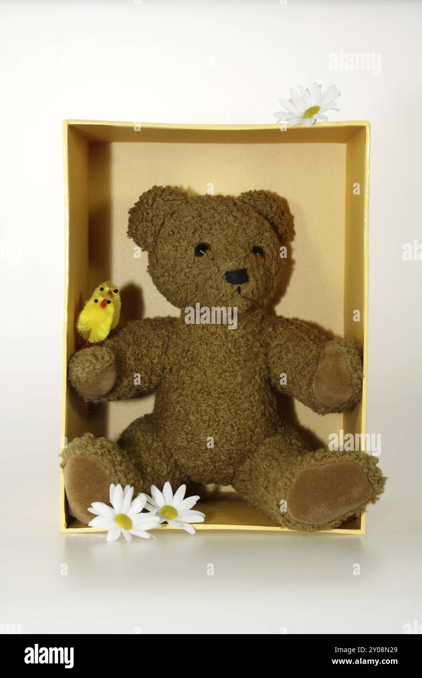 Teddy bear in a box Stock Photo - Alamy