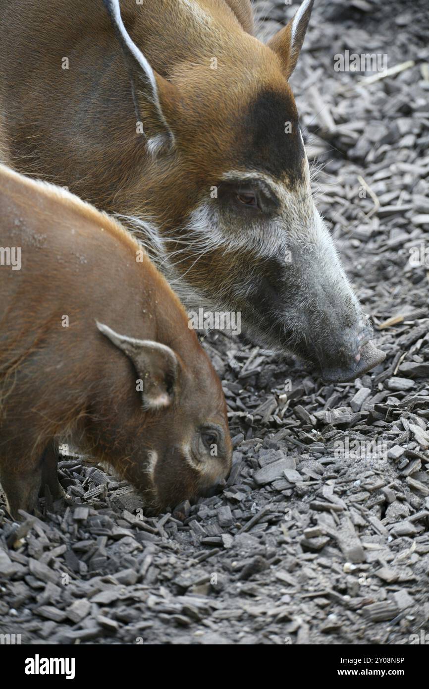 Sus porcus hi-res stock photography and images - Alamy