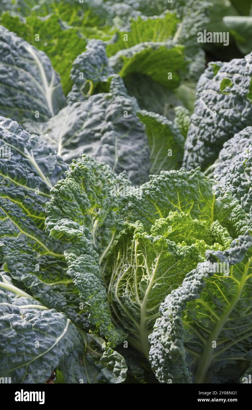 Savoy cabbage, Savoy cabbage 04 Stock Photo - Alamy