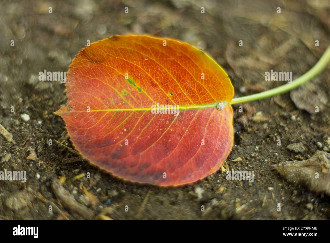 Leaf fall environment hi-res stock photography and images - Alamy
