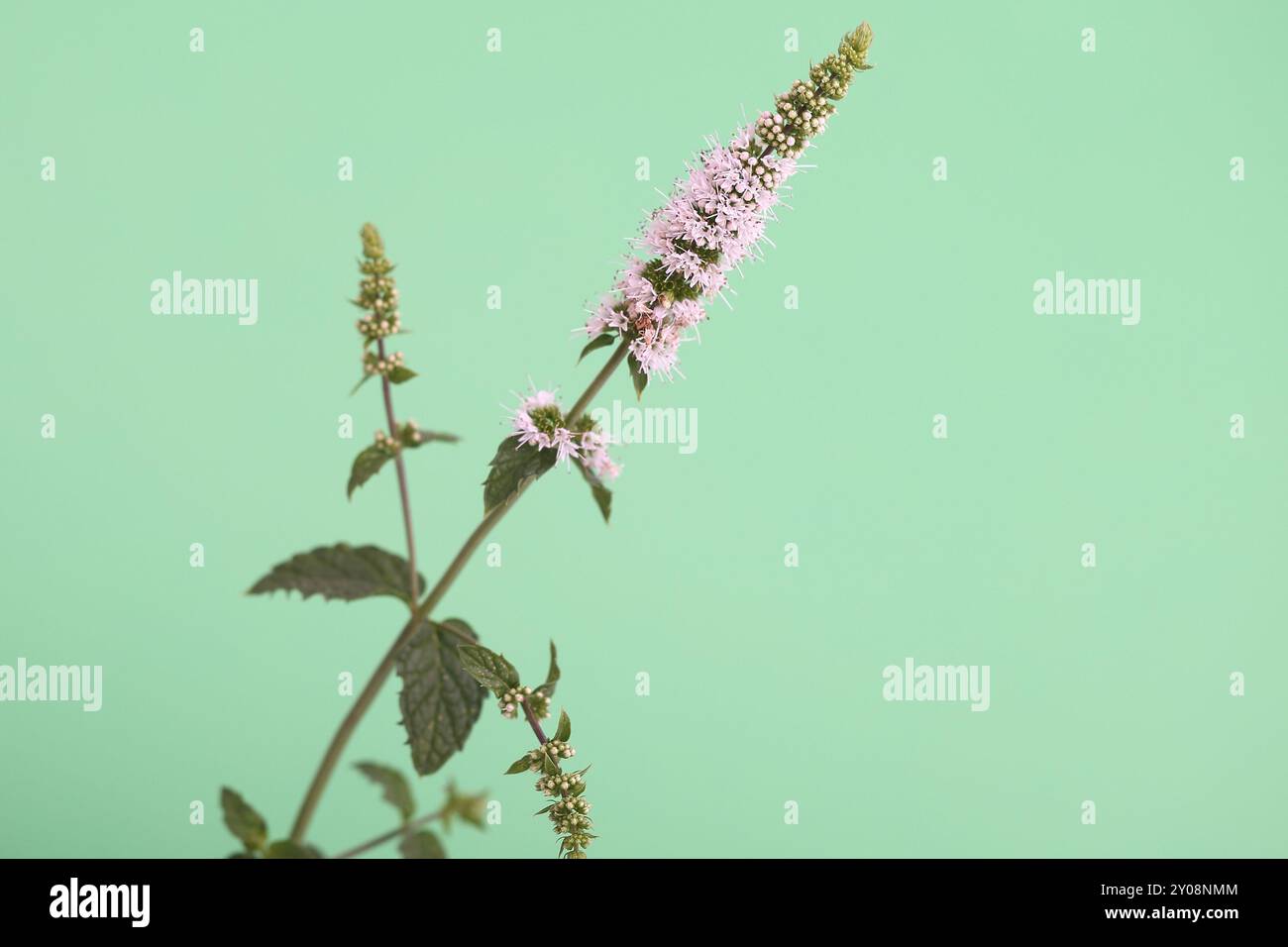 The blooming mint plant with green background Stock Photo - Alamy
