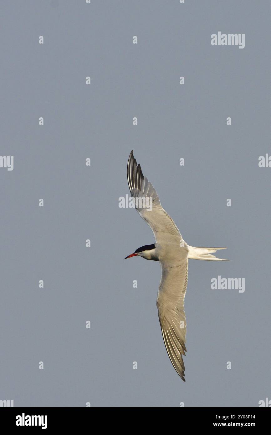 Common tern in flight. Common Tern in the morning sun Stock Photo - Alamy