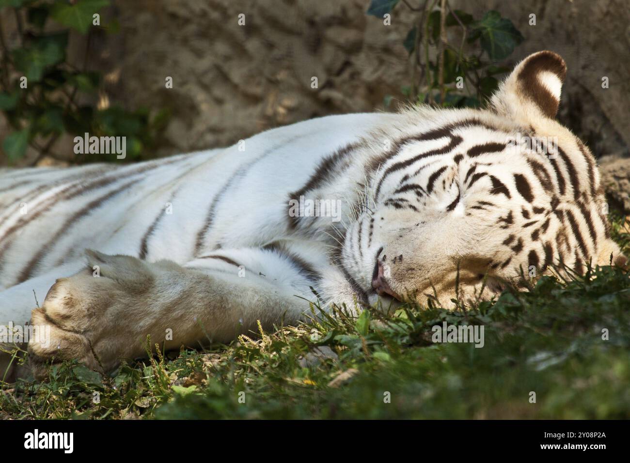 White Bengal tiger (Panthera tigris tigris Stock Photo - Alamy