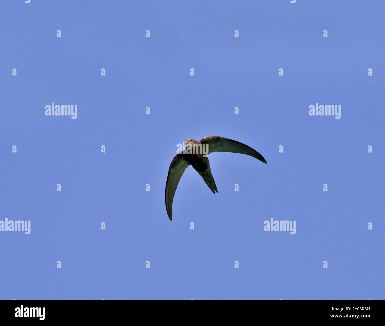 Common swift, Apus apus, common swift Stock Photo - Alamy
