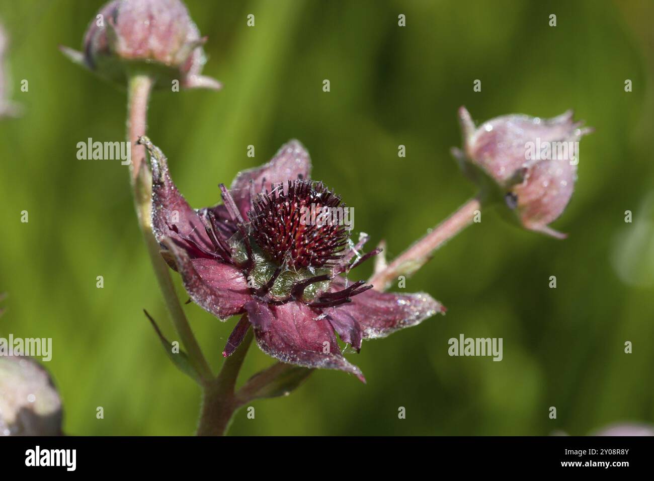Potentilla palustris, purple marshlocks Stock Photo - Alamy