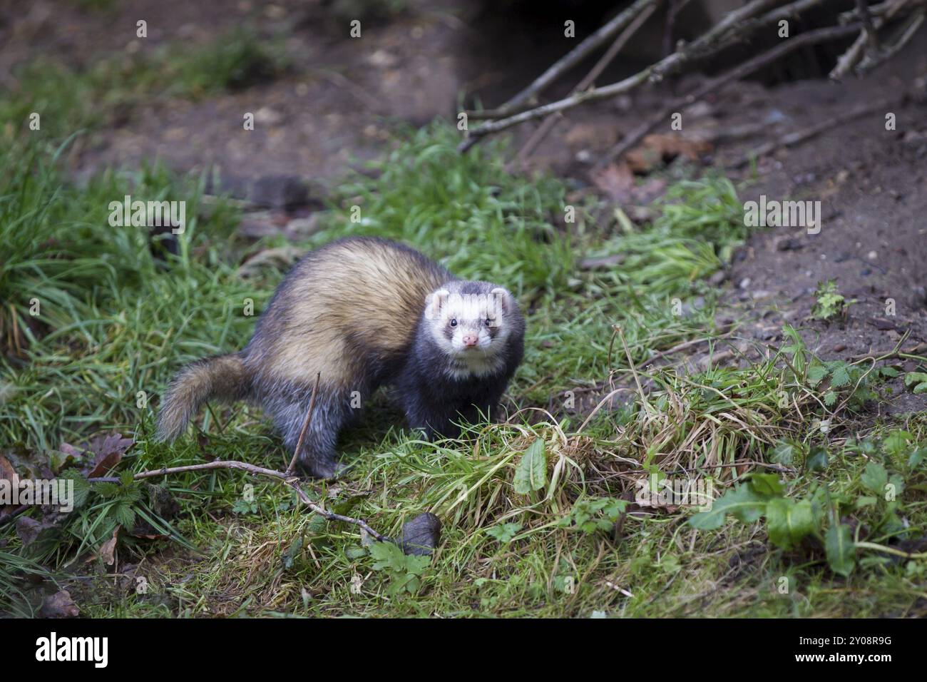 Ferret, Mustela putorius furo, ferret Stock Photo - Alamy