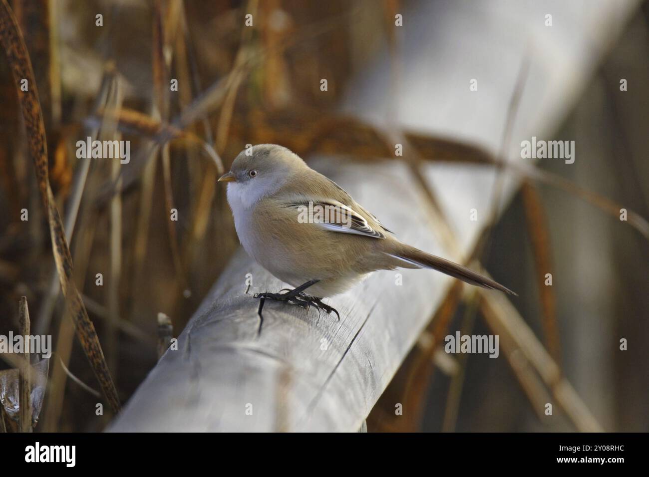 Bearded tit, female, Panurus biarmicus, bearded reedling, female Stock ...