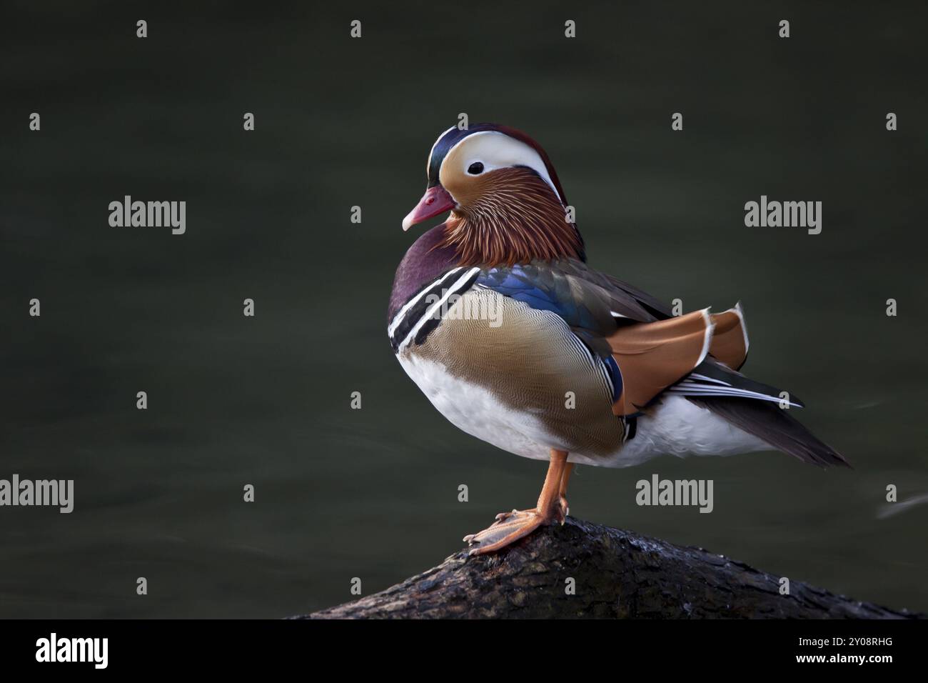 Mandarin duck, male, Aix galericulata, mandarin duck, male Stock Photo ...