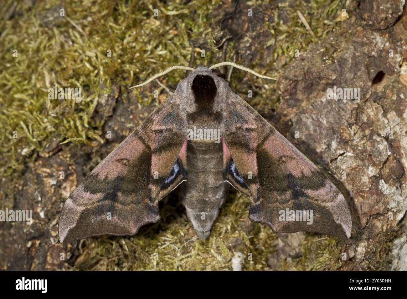Evening peacock-eye, Smerinthus ocellata, eyed hawk-moth Stock Photo ...