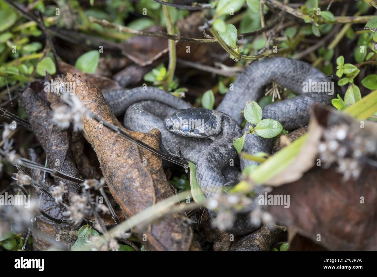Smooth snake, Coronella austriaca, smooth snake Stock Photo - Alamy