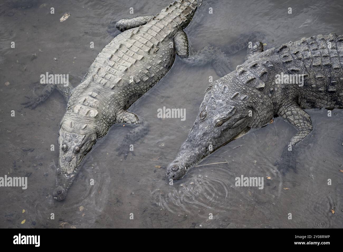 American crocodile (Crocodylus acutus) swimming in the water, from ...