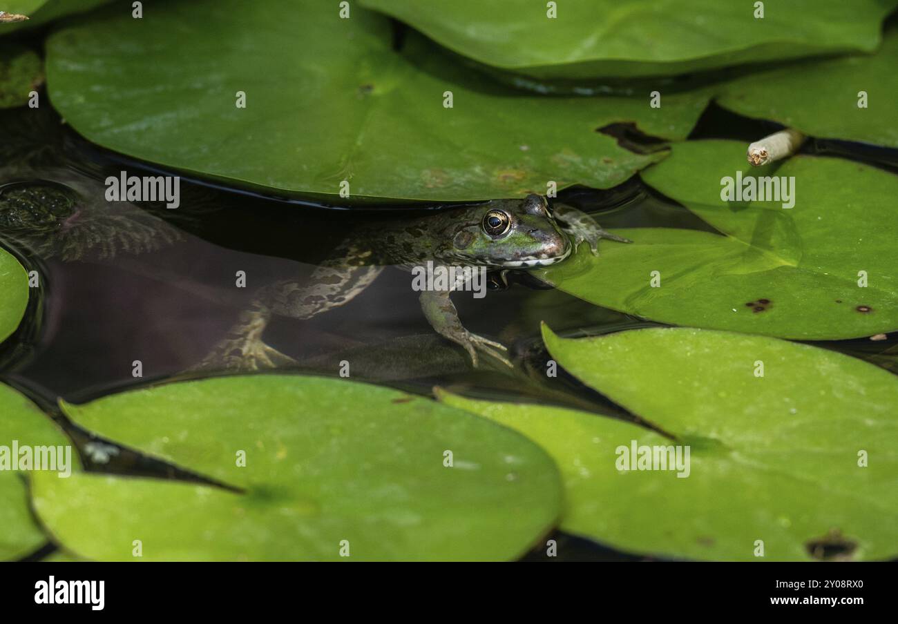 Pelophylax sp hi-res stock photography and images - Alamy