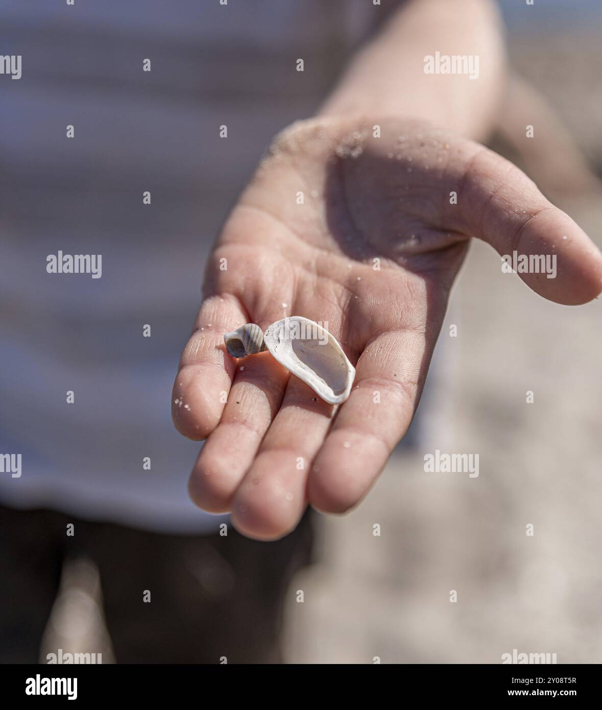 Different bivalve species hi-res stock photography and images - Alamy