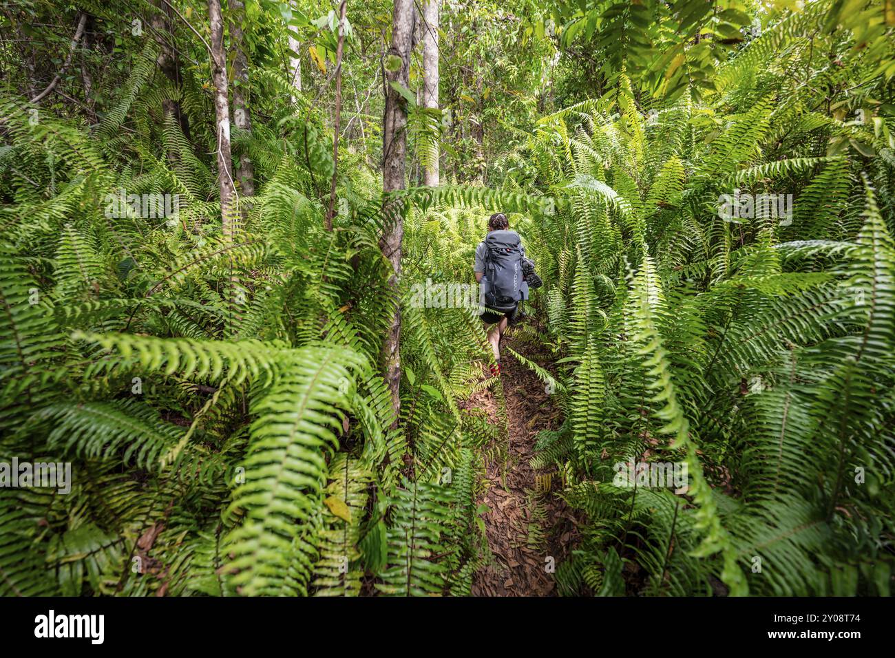 Young woman on a hiking trail in the rainforest, tourist hiking in the ...