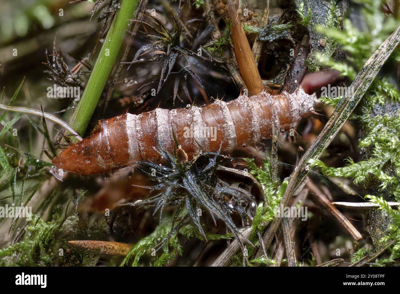 Close-up of an empty pupal case of a moth between moss and pine needles ...