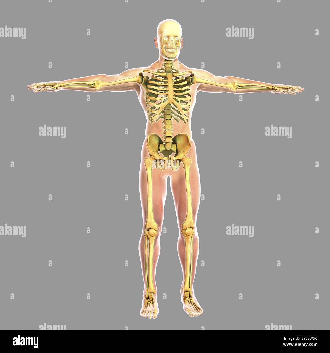 Groin human body hi-res stock photography and images - Alamy