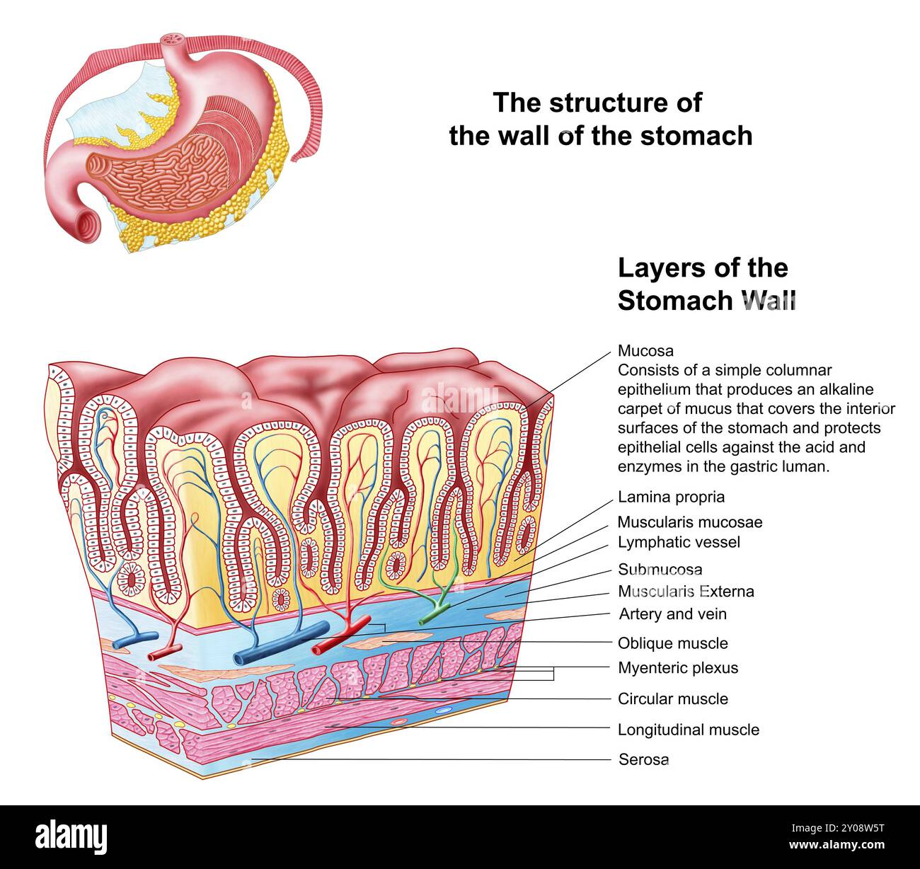 Wall diagram chart Cut Out Stock Images & Pictures - Alamy