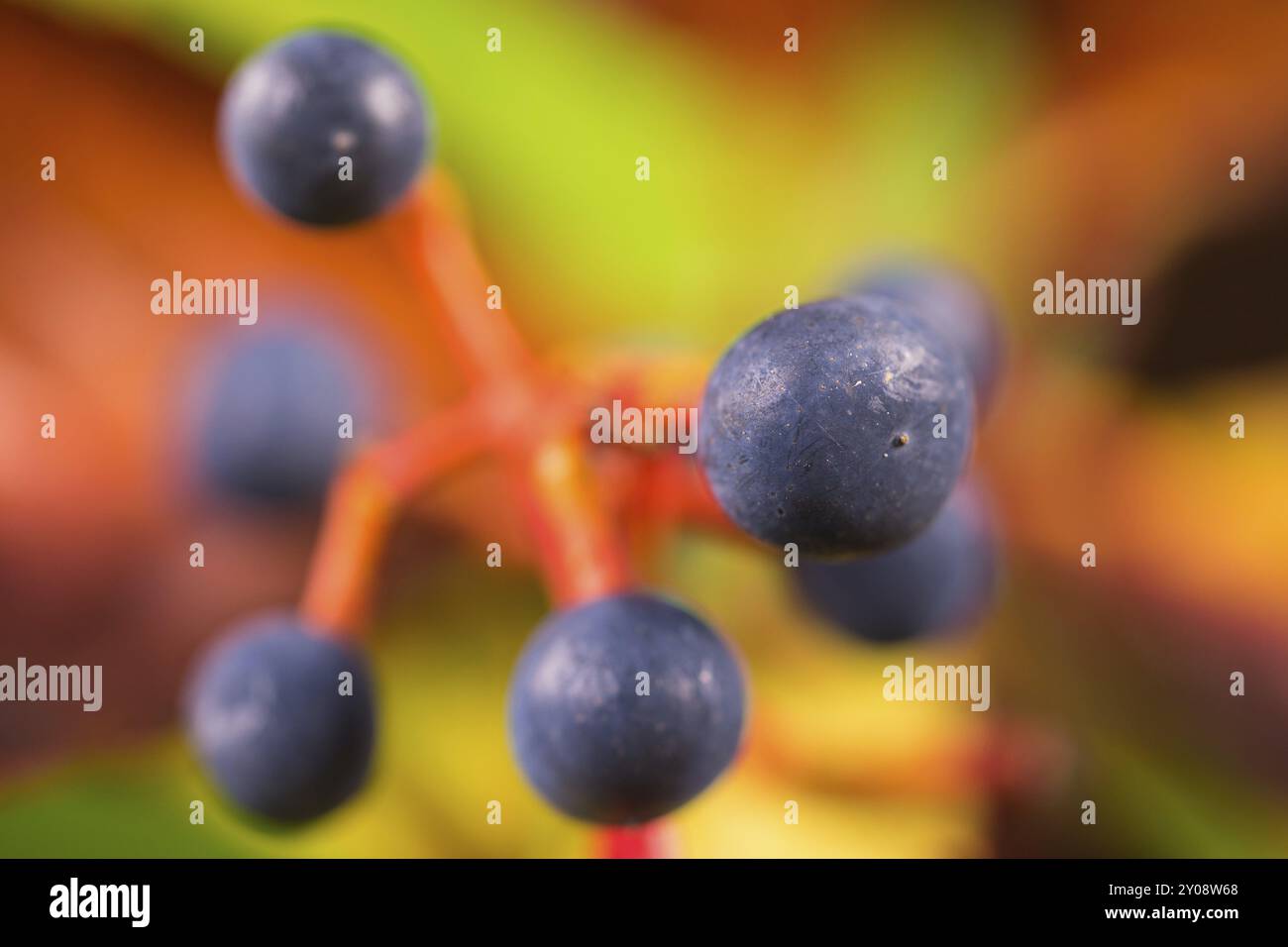 Macro photography of grapes Stock Photo - Alamy