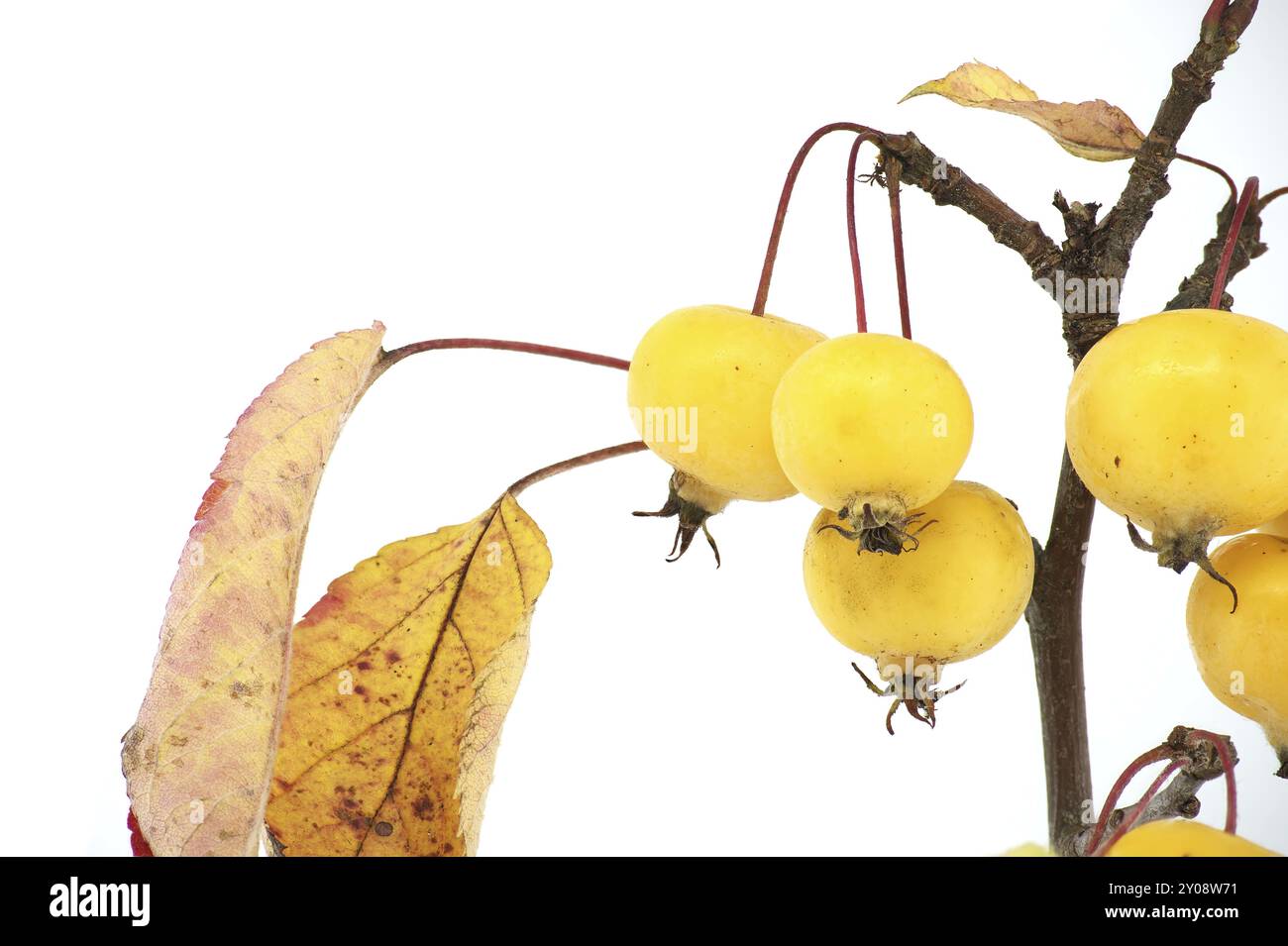 Twig with wild apple fruit and yellowed leaves isolated on white ...