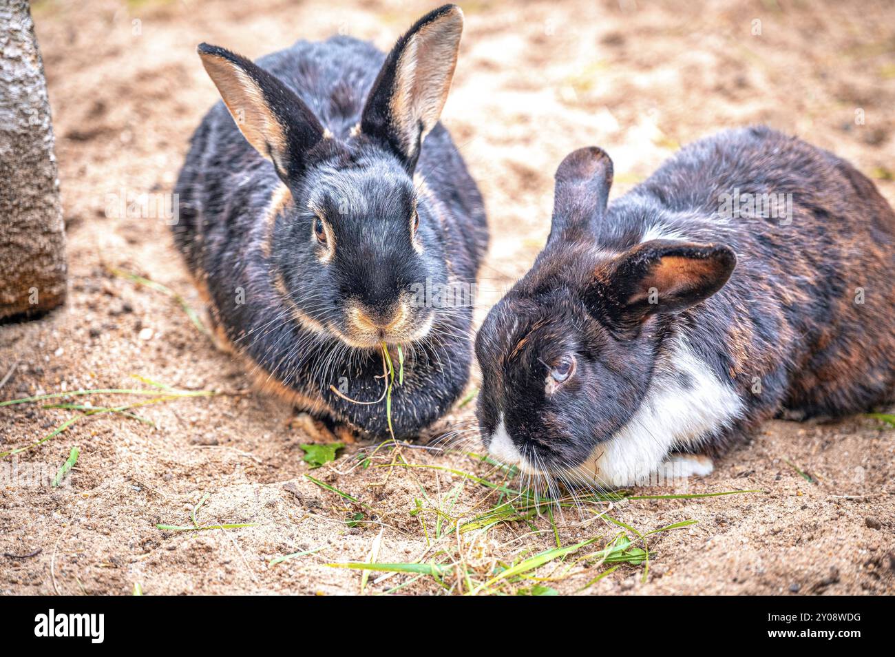 Two rabbits (Oryctolagus cuniculus) sitting on sandy ground, one eating ...
