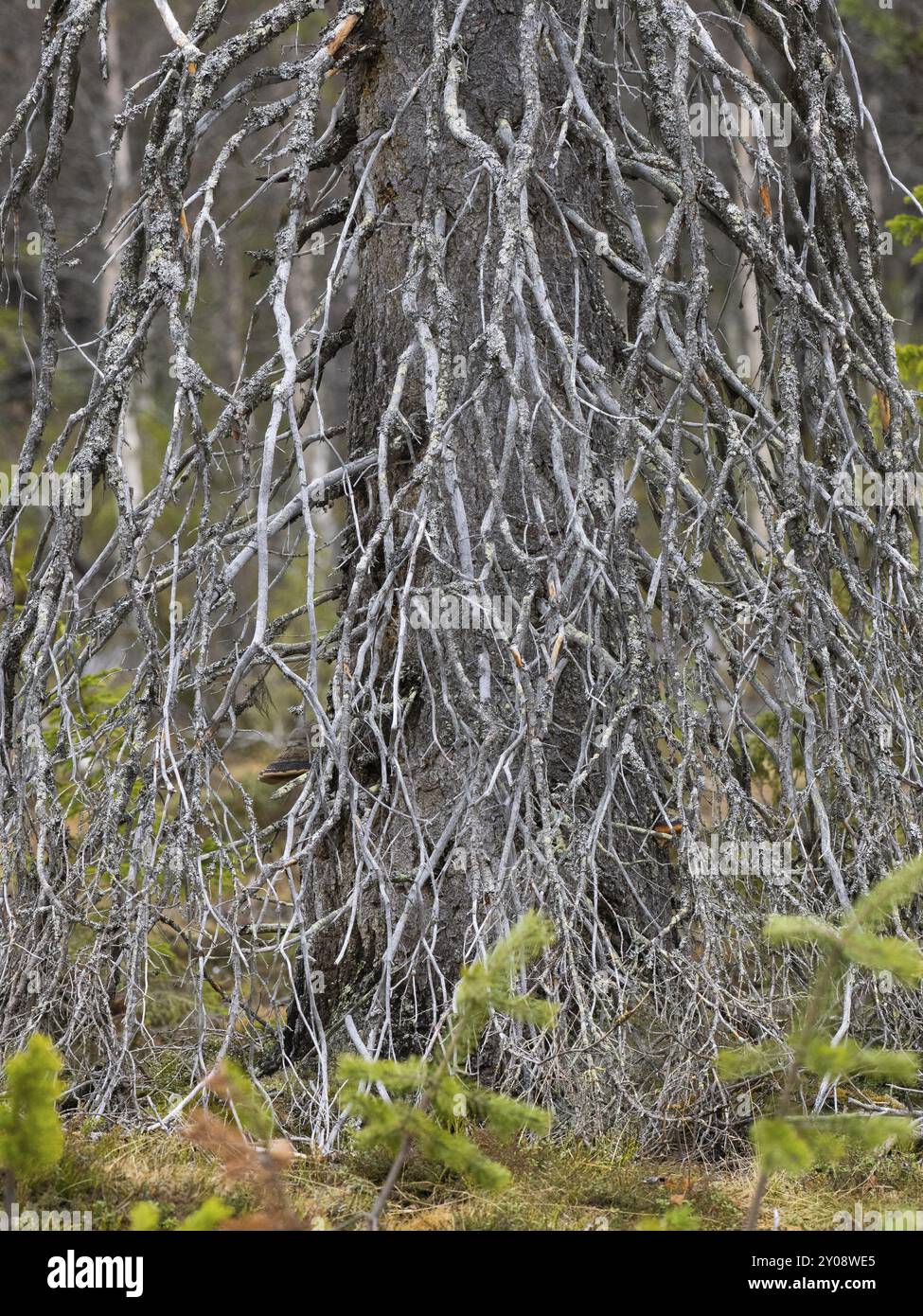 Dead Fir Tree (Picea abies), stem and branchs covered in lichen, May, Finnish Lapland Stock ...
