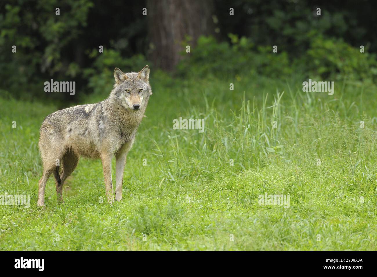 European gray wolf, Canis lupus Stock Photo - Alamy
