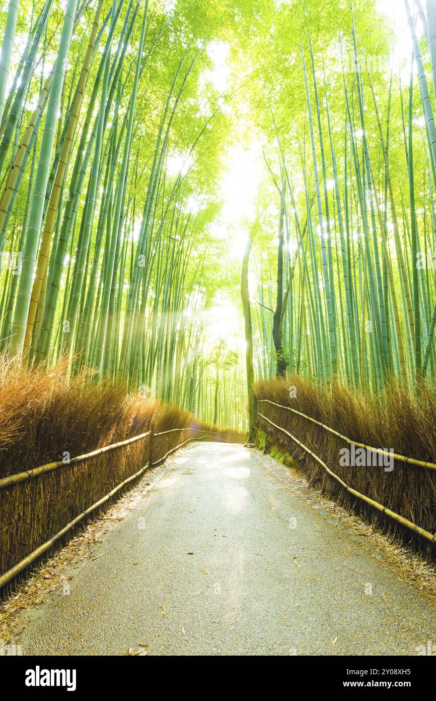 Empty road lined by hay fence runs through tall bamboo tree forest with ...