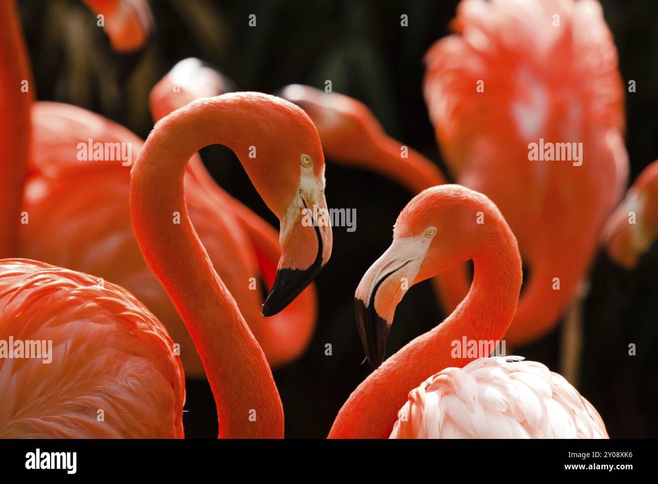 Kuba-Flamingo (Phoenicopterus ruber Stock Photo - Alamy
