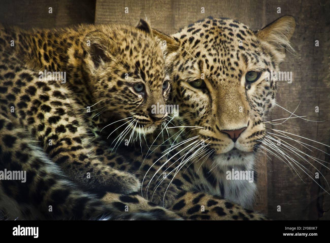 Persian leopardess with young leopard Stock Photo - Alamy