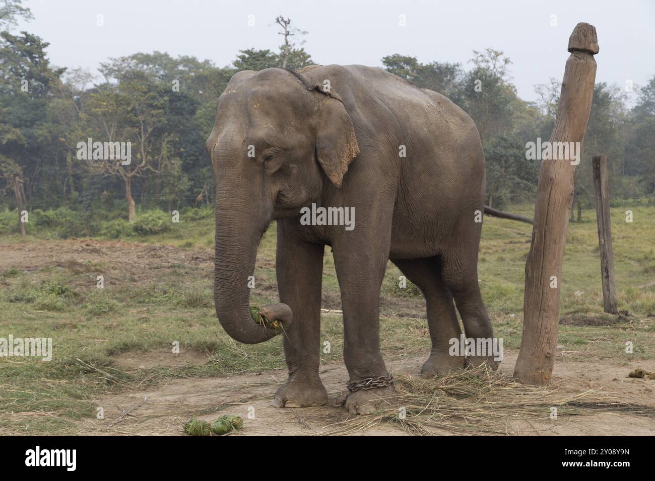 Elephant in the breeding centre in Chitwan National Park, Nepal, Asia ...