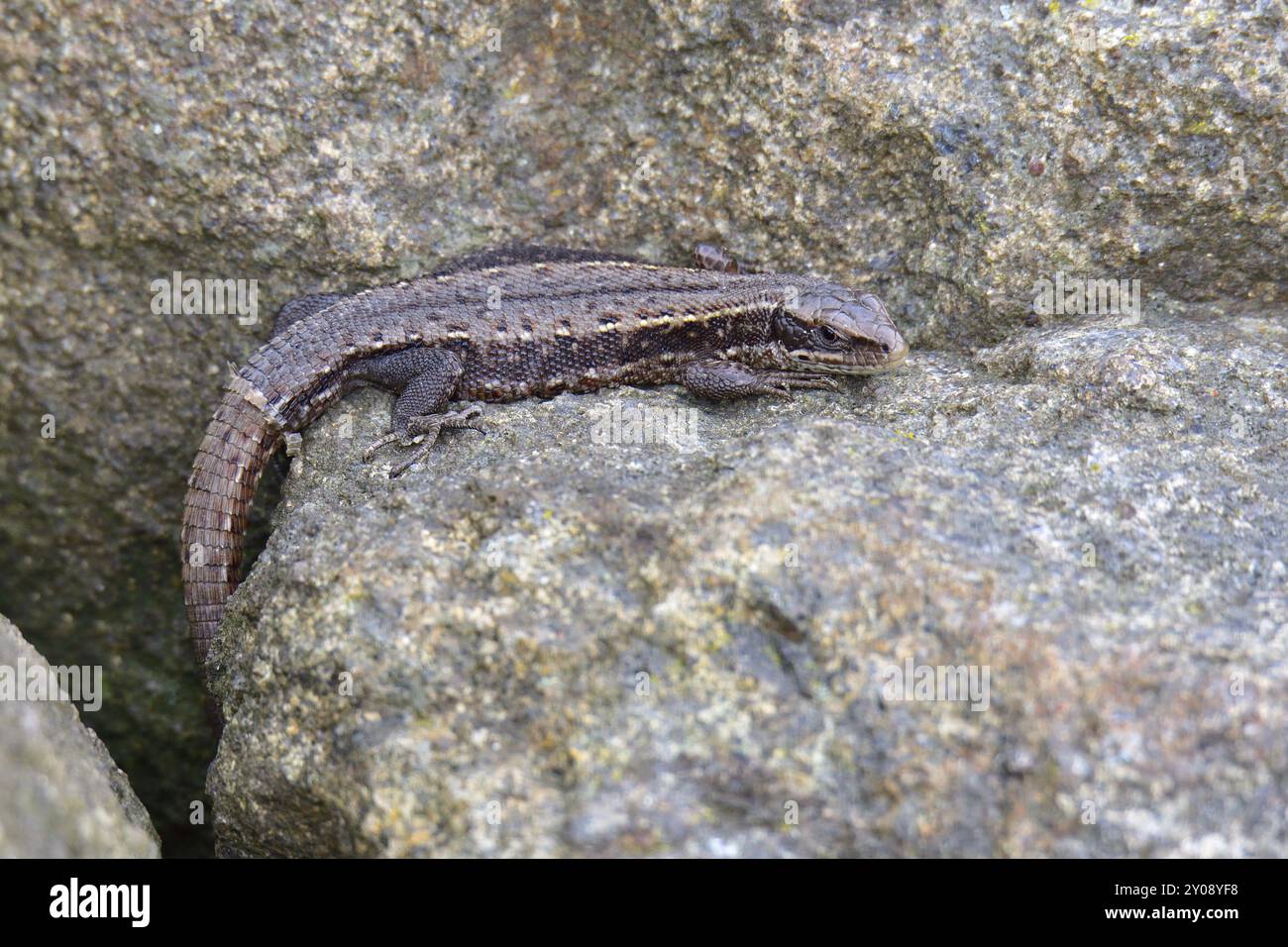 Lizard sunbathing on sand hi-res stock photography and images - Alamy