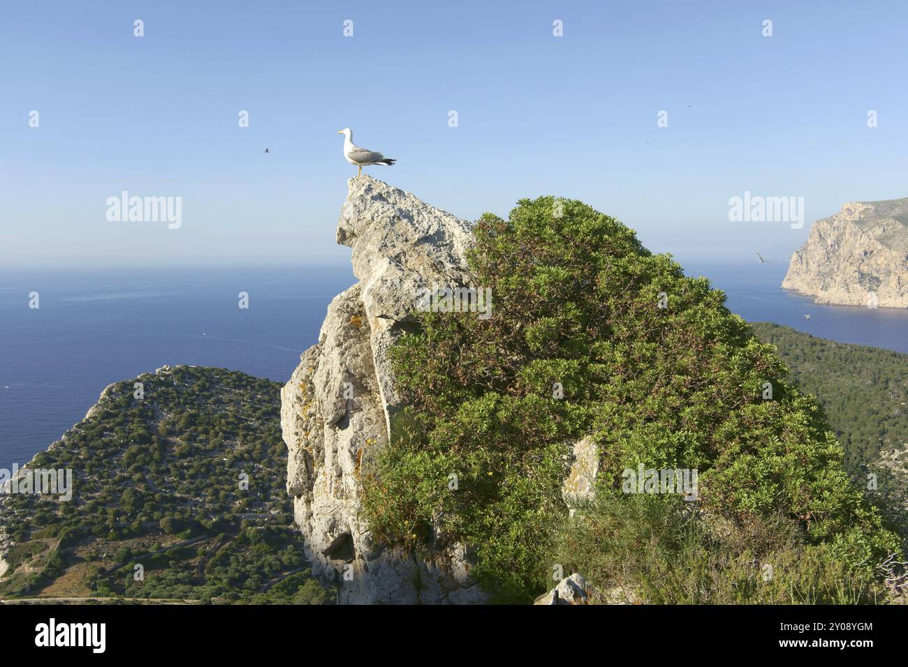 Gaviota argentea (Larus michahellis) .Parque Natural de Sa Dragonera ...