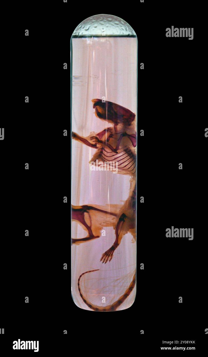 Rat anatomy hi-res stock photography and images - Alamy