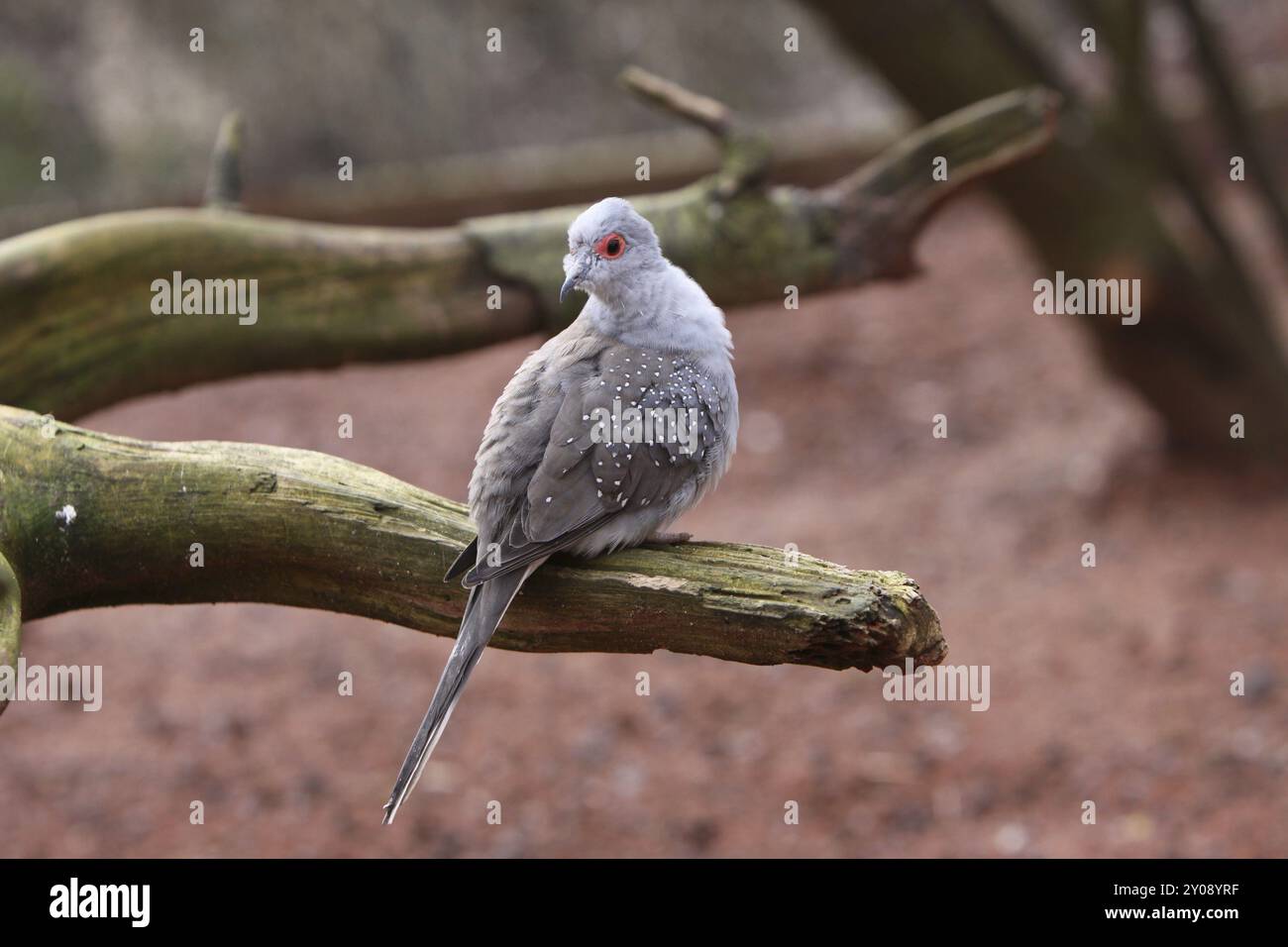Diamond doves pet hi-res stock photography and images - Alamy