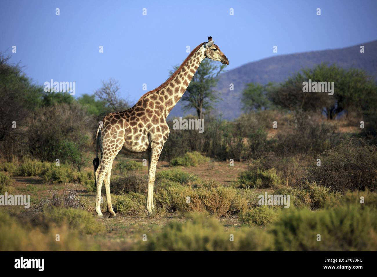 Group giraffes in bushes hi-res stock photography and images - Alamy