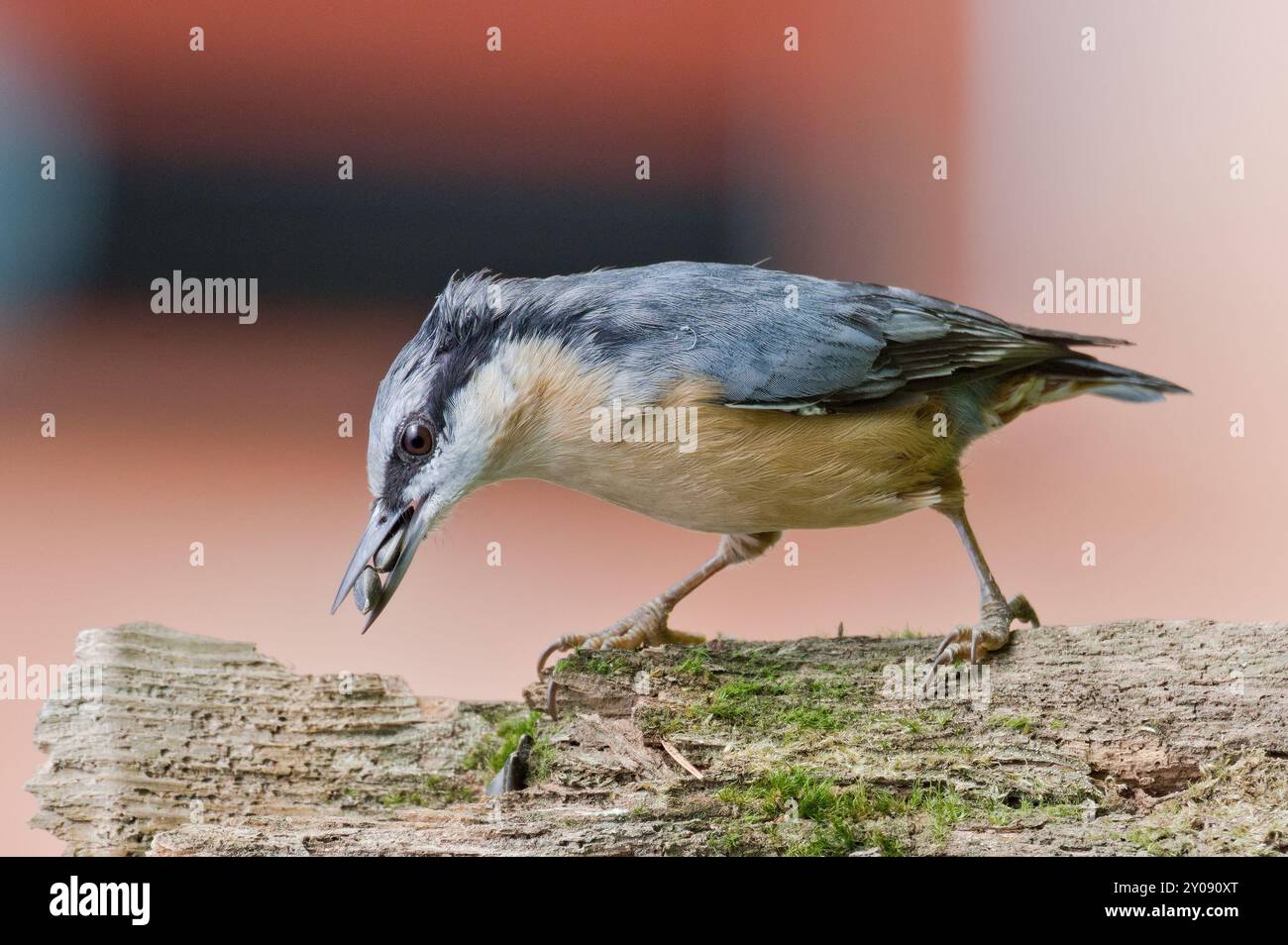 Common bird Sitta europaea aka Eurasian nuthatch with the seed in his ...