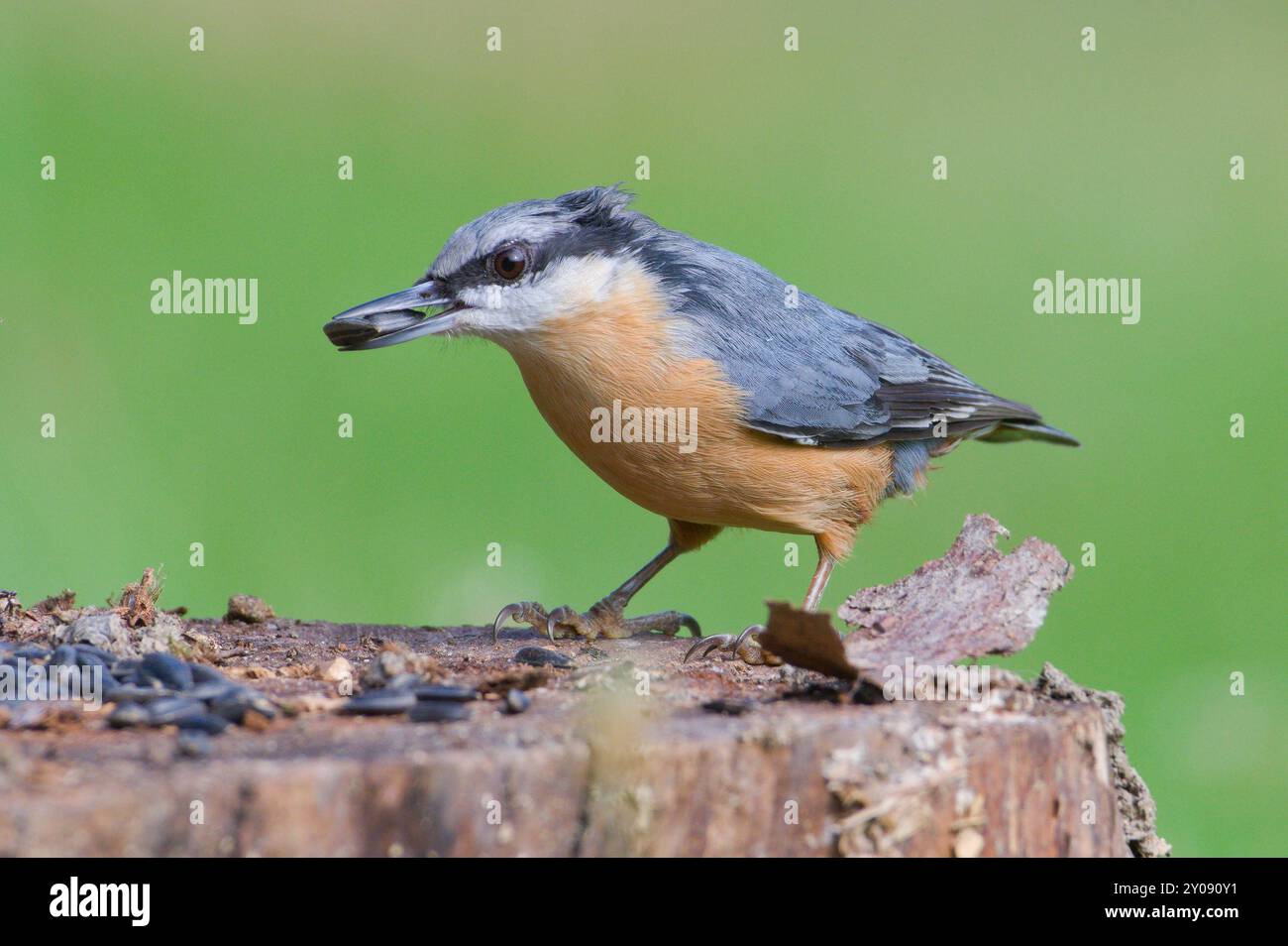 Common bird Sitta europaea aka Eurasian nuthatch with the seed in his ...