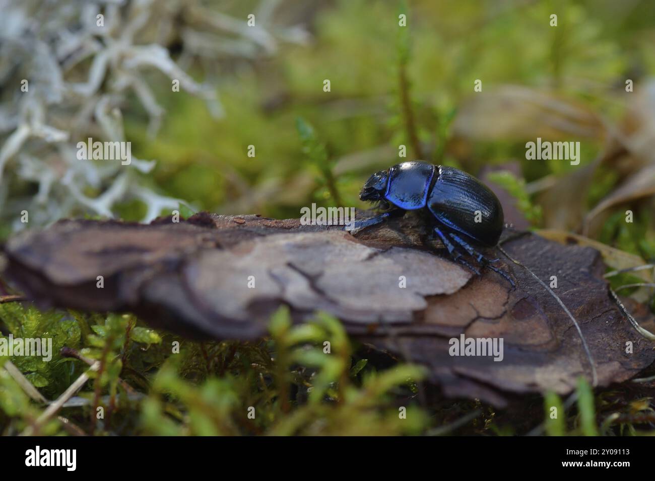 Earth-boring dung beetles in the forest Stock Photo - Alamy