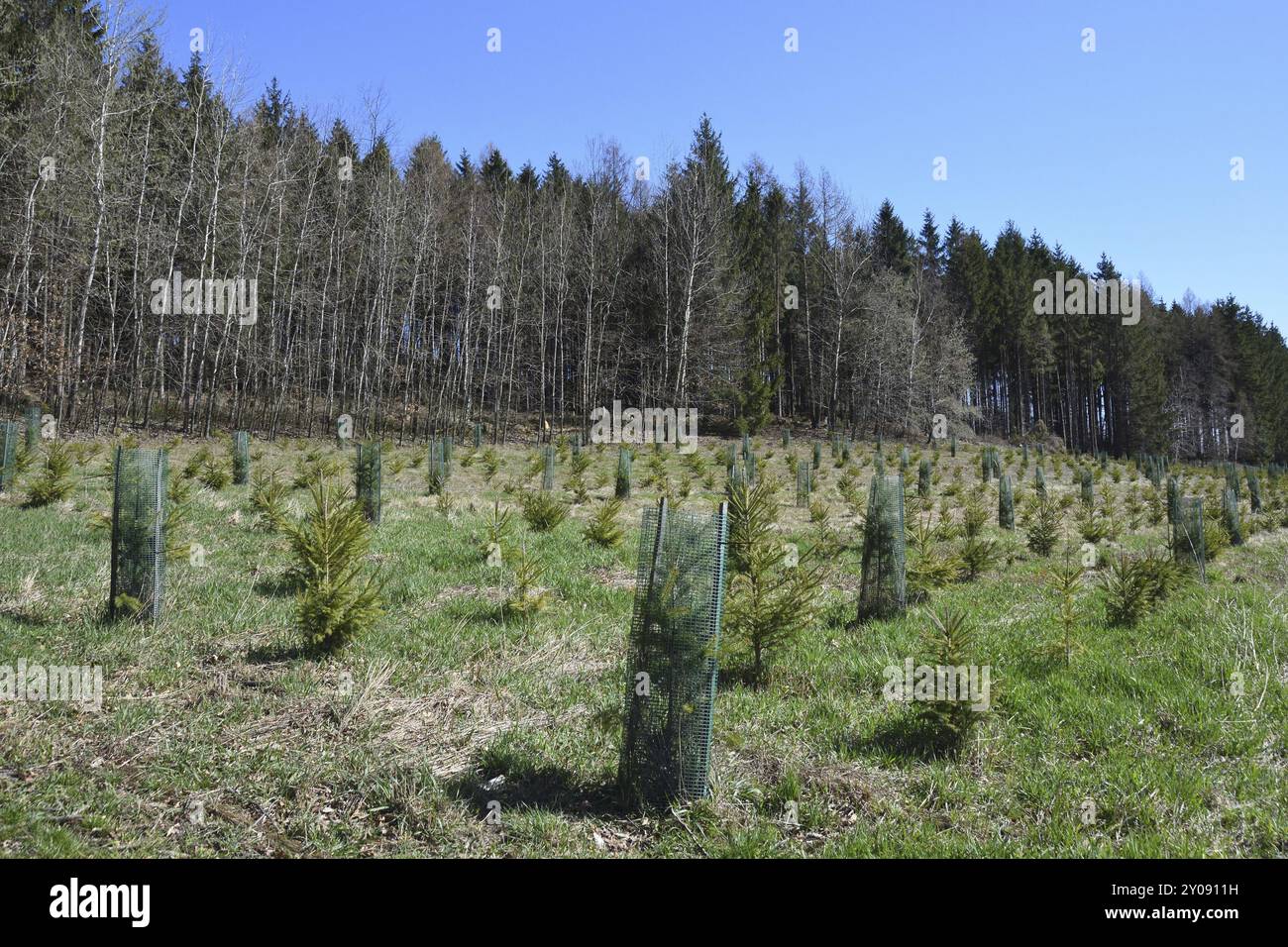 Common douglas firs hi-res stock photography and images - Alamy