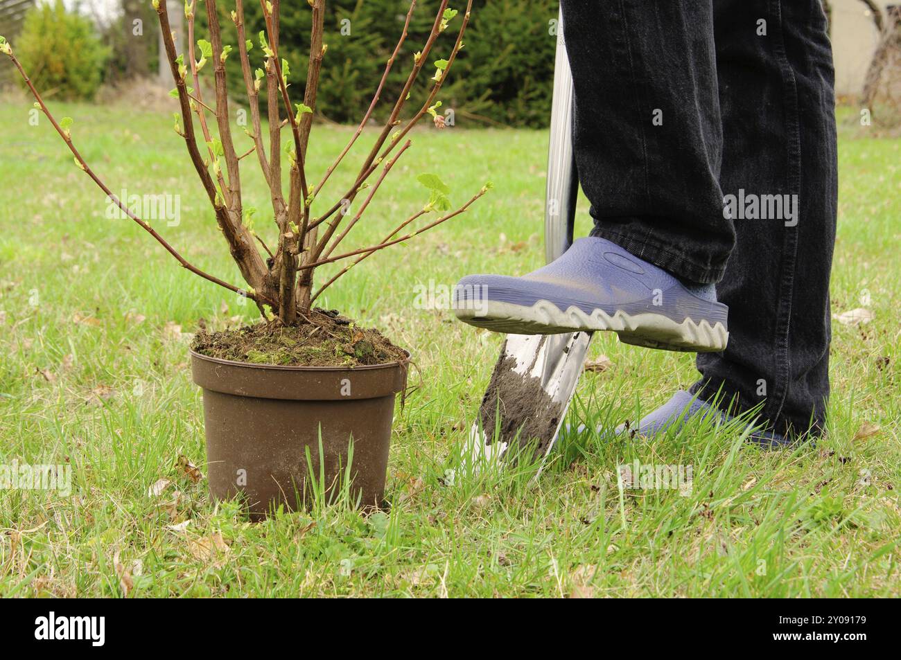 Planting a shrub hi-res stock photography and images - Alamy