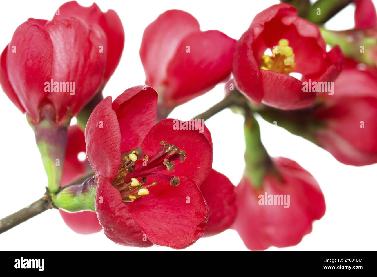 Ornamental quince, close-up Stock Photo - Alamy